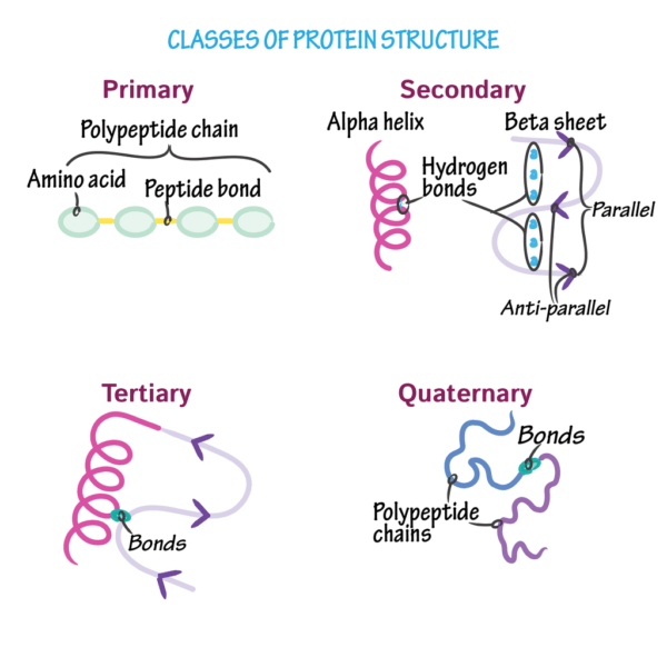 Explain different types of protein structures. - Learn Loner